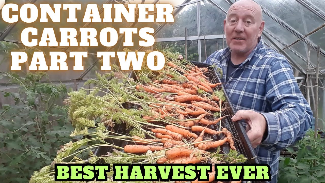 Best Container Carrots Ever Part Two [Gardening Allotment UK] [Grow ...