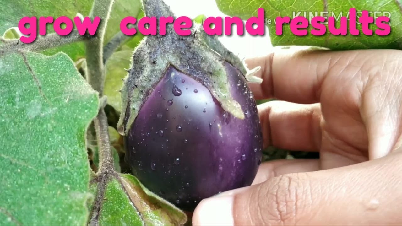 Chap-63 How to grow and care of brinjal(bengun)and its results - YouTube