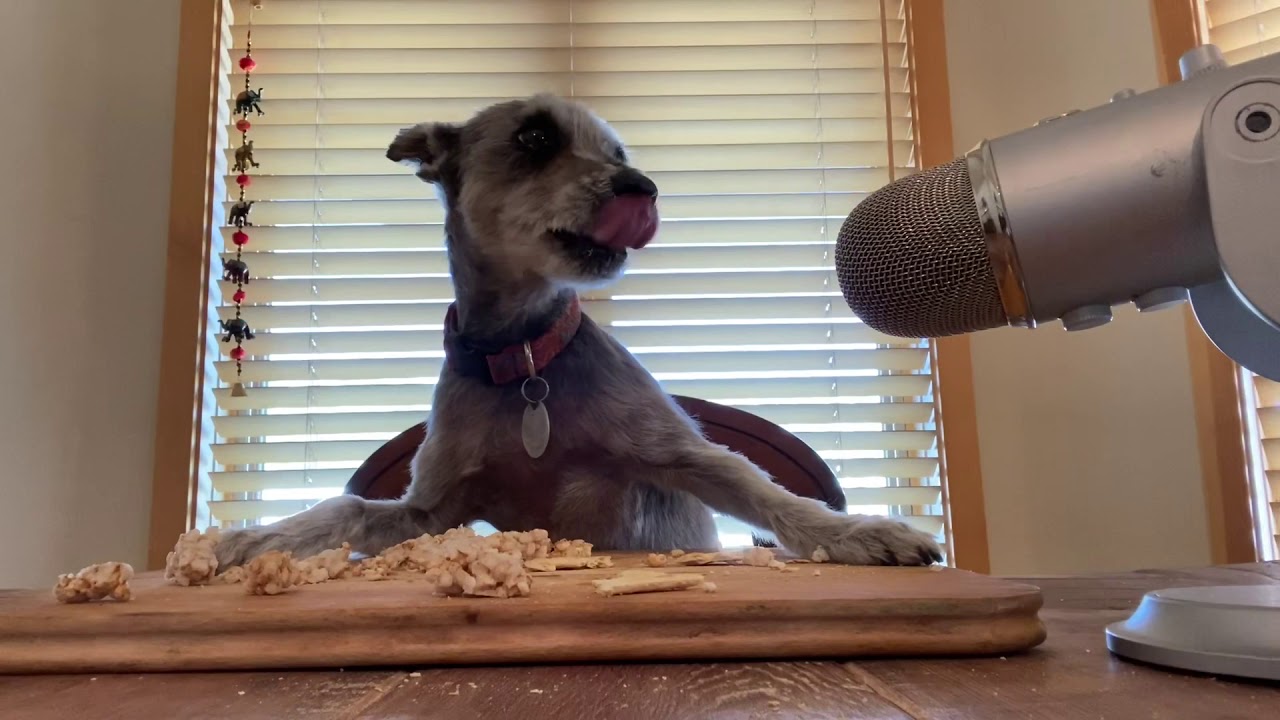 ASMR Dog Eats Crackers for 5 Minutes Straight - YouTube