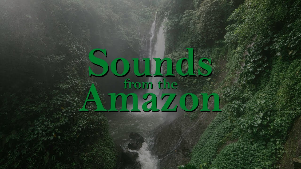 SOUNDS from the AMAZON // Amazon Jungle Ambience - YouTube