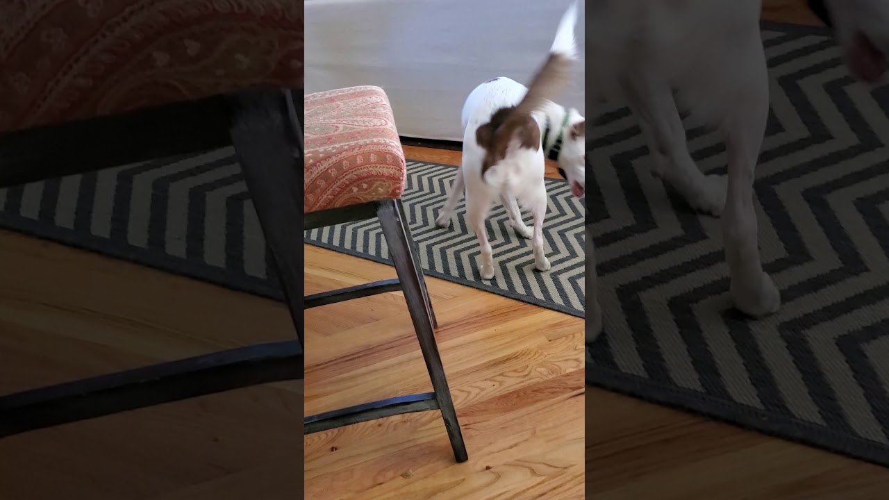 Fitz face in and find it 2 - YouTube