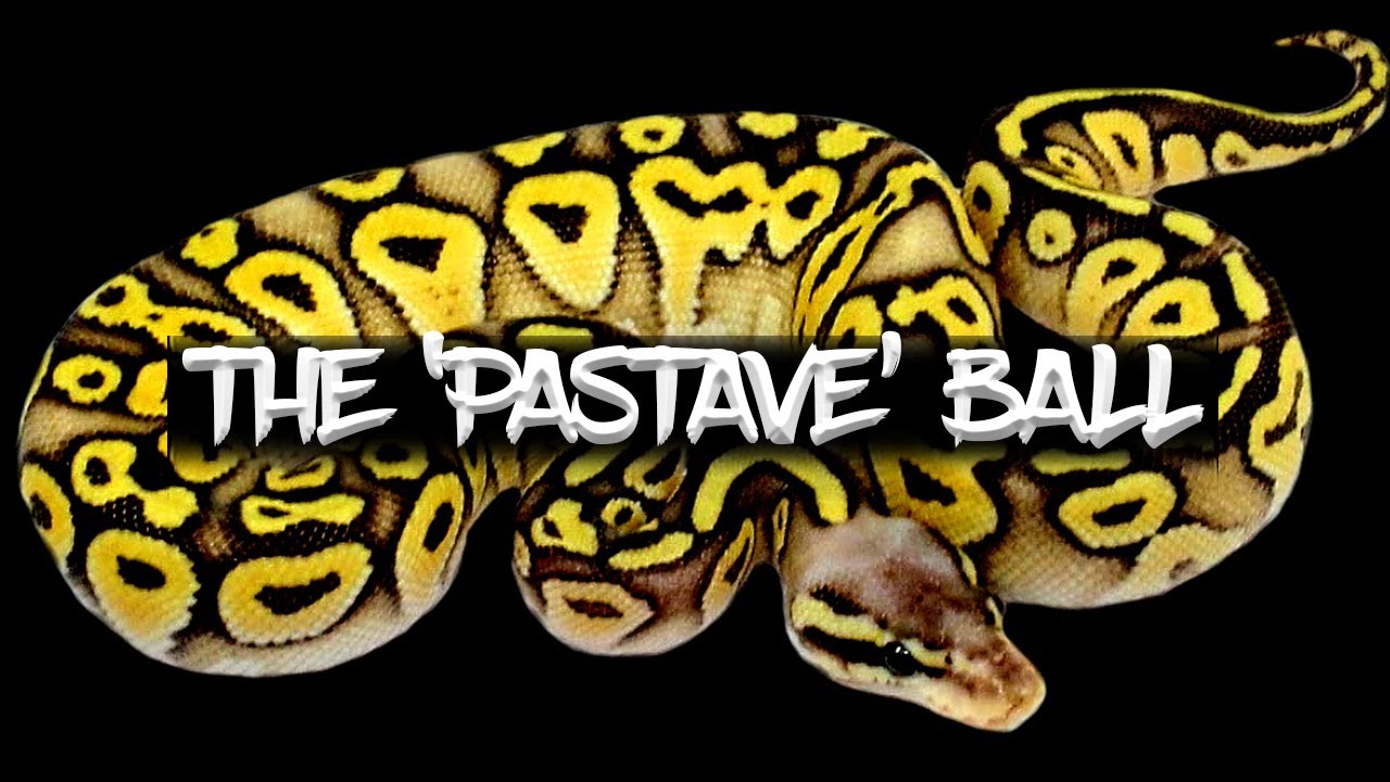The 'Pastave' Ball Python - YouTube