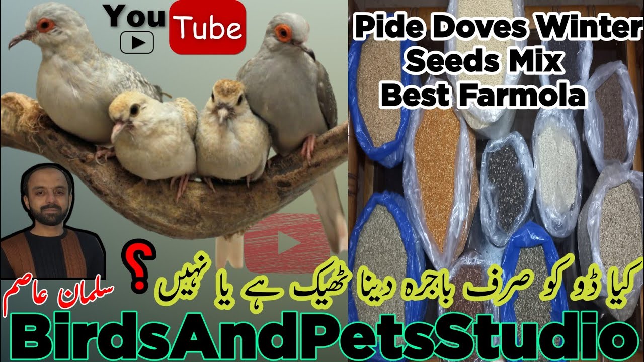 Diamond Dove Best Winter Seed Mix Formula | For All Dove Mutation ...