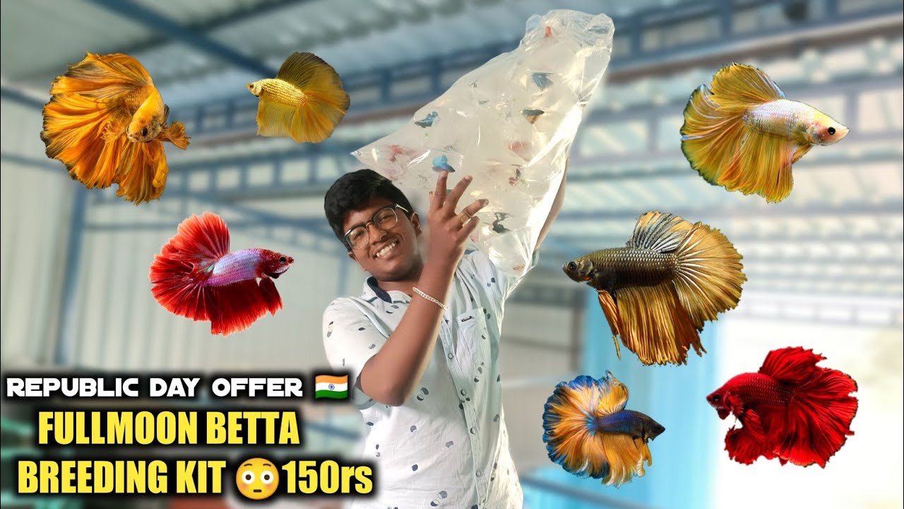 Republic day offer 🇮🇳 fullmoon betta fish breeding kit just 150rs ...
