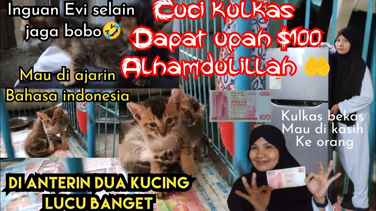 Cuci kulkas dapat tips $100 lumayan buat nambah ongkos ⁉️dibawakan 2 kucing imut sama anak ...