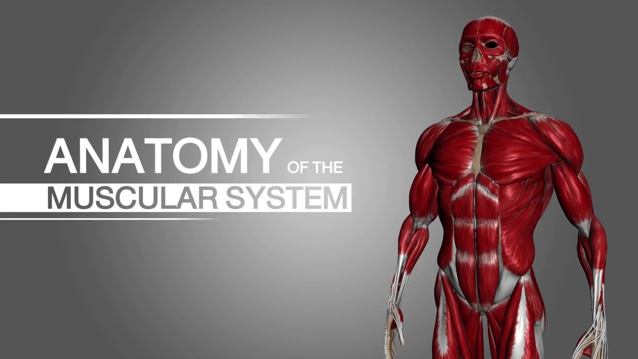 Anatomy Introduction - Muscular System Copy ( 1 ) - YouTube