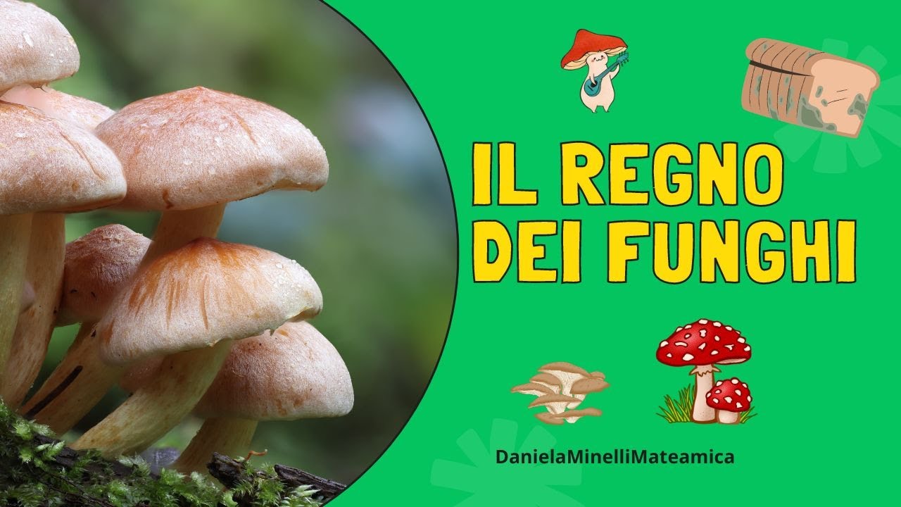 Il regno dei Funghi - YouTube