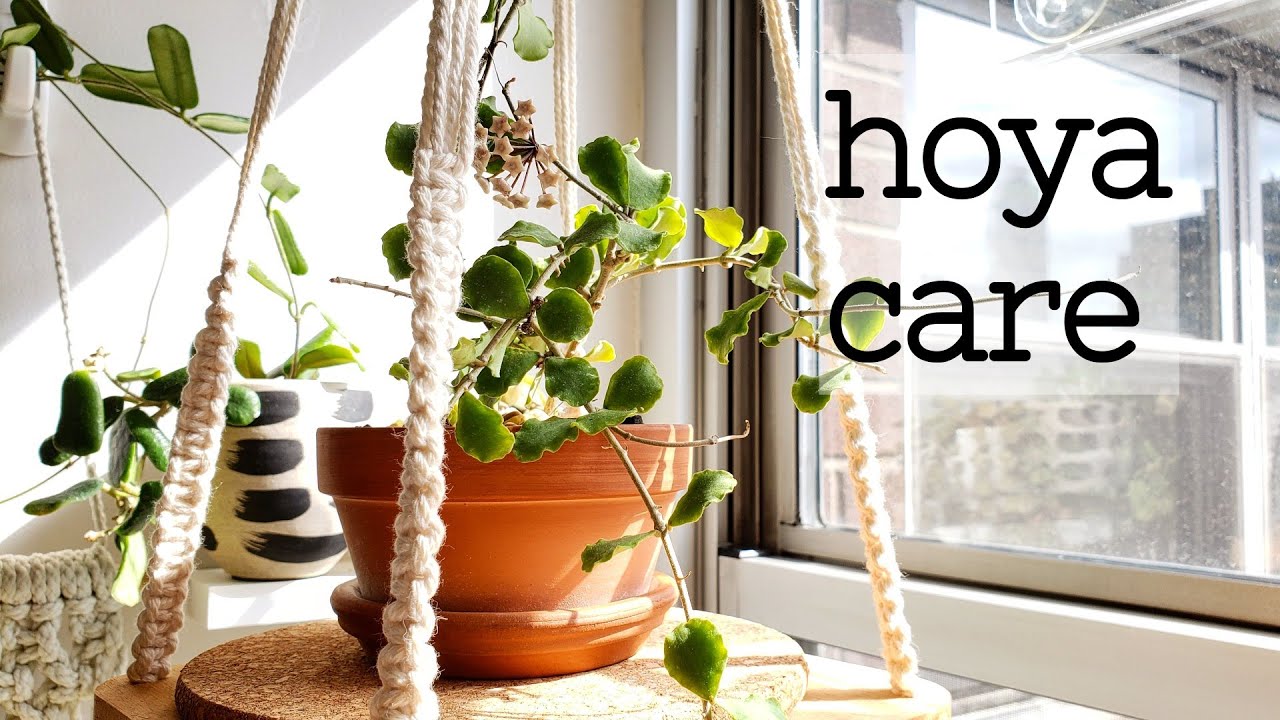 Basic Simple Hoya Care - YouTube