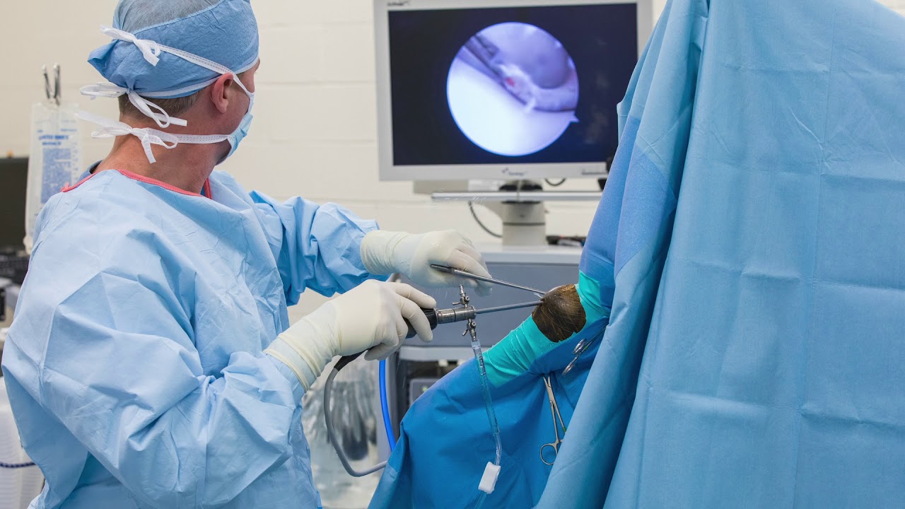 Meet Dr. John Pigott of Cornell Ruffian Equine Specialists - YouTube