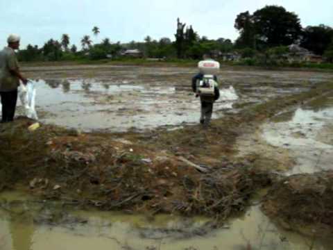 Menabur benih padi di kampung Kolam Jabi. - YouTube