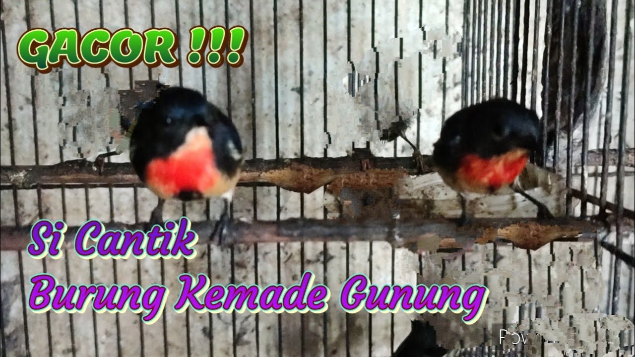 Suara Burung Kemade Gunung - YouTube
