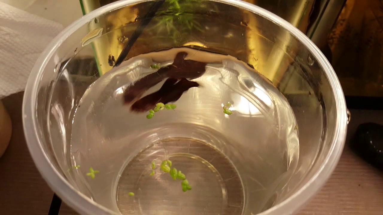 Spawning and Raising Betta: Volume 2- Removing male, first feeding ...