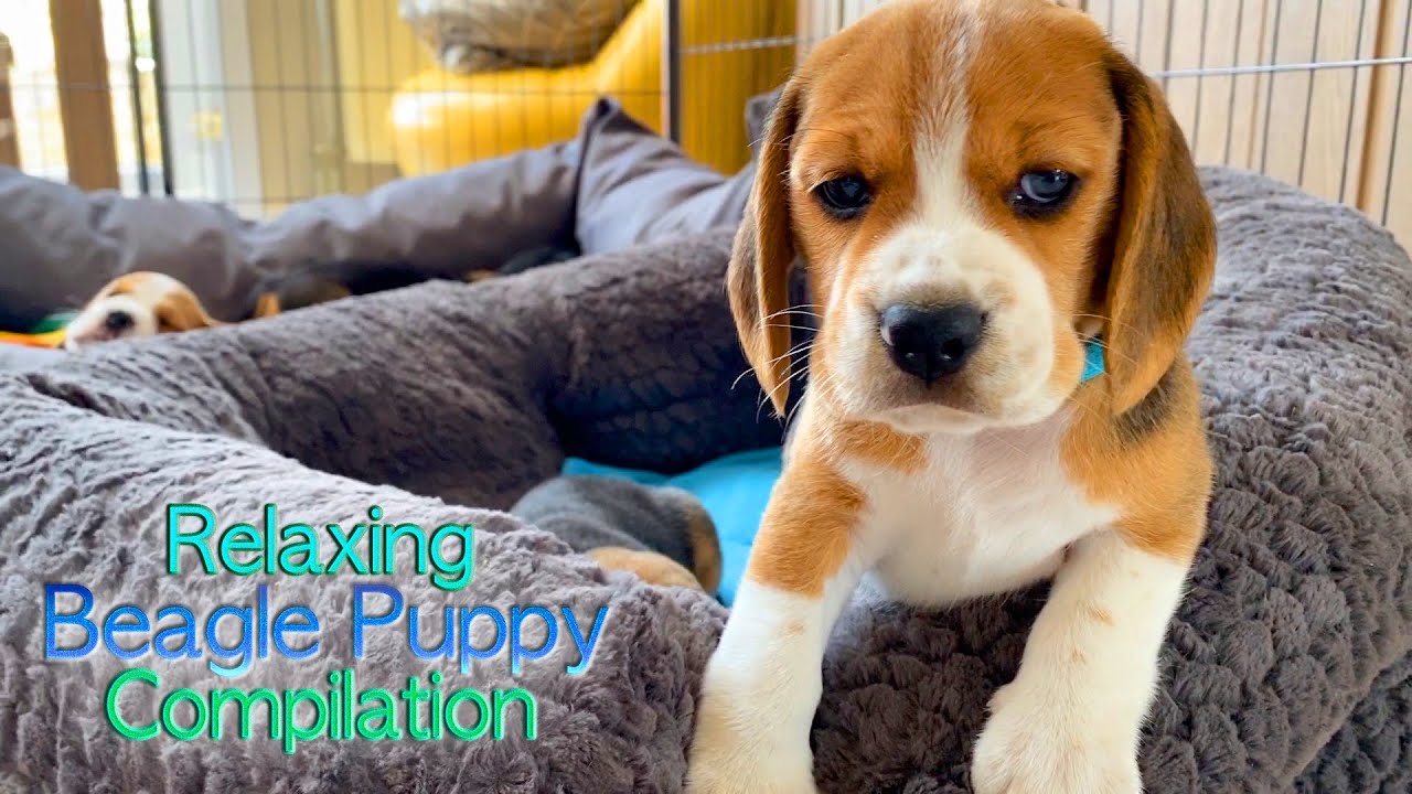 Relaxing Beagle Puppy Compilation to watch During Lockdown - YouTube