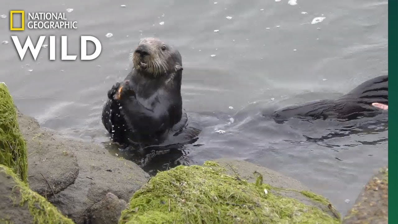 Sea Otters Open Mussels on Stone Anvils | Nat Geo Wild - YouTube