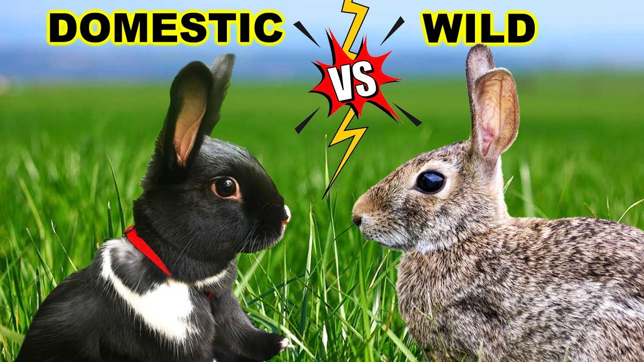 Wild VS. Domestic Rabbits: The Differences! - ComPetSport Wild VS. Domestic Rabbits: The Differences! - ComPetSport