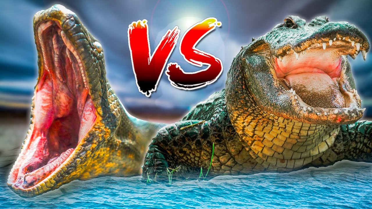 Anaconda vs Alligator- Best Apex Predator? - YouTube