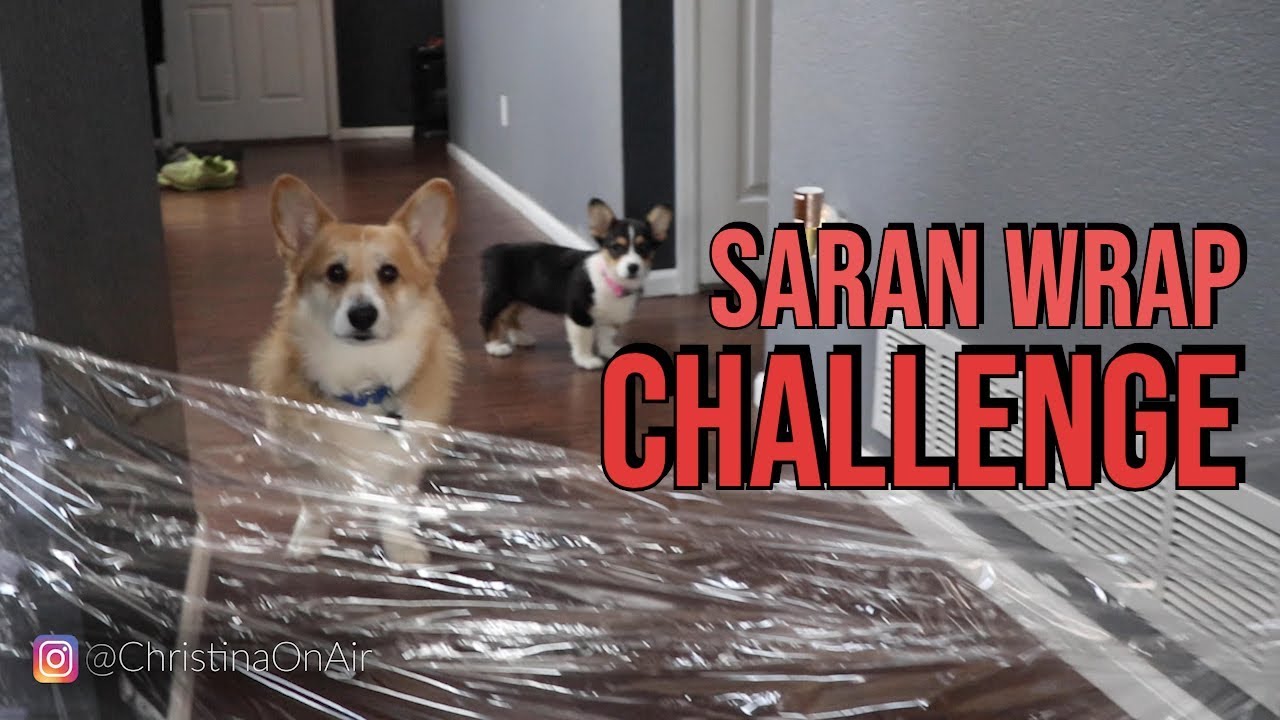 Saran Wrap Dog Prank! |BiggieTV| - YouTube