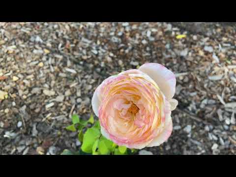 Domaine de Chantilly - Rose Delbard - YouTube