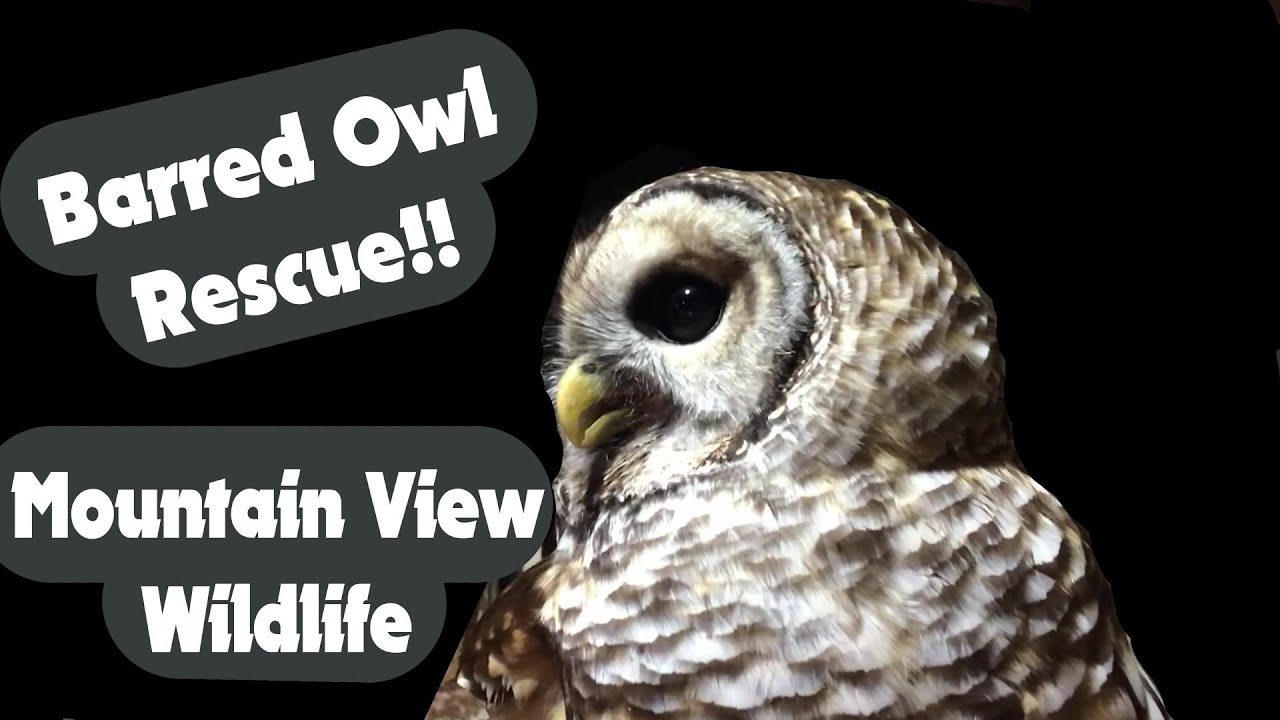 Barred Owl Rescue - Mountain View Wildlife Rehab - YouTube