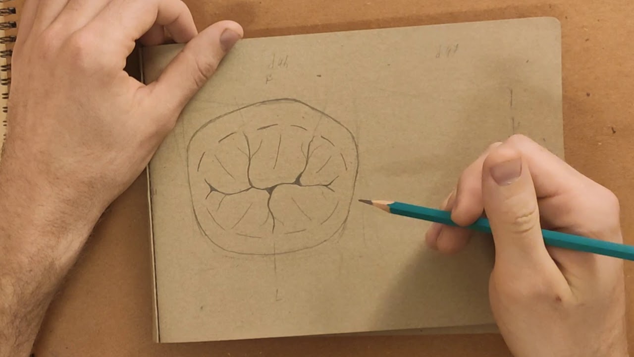 Drawing basic anatomy for Mandibular molars tutorial - YouTube
