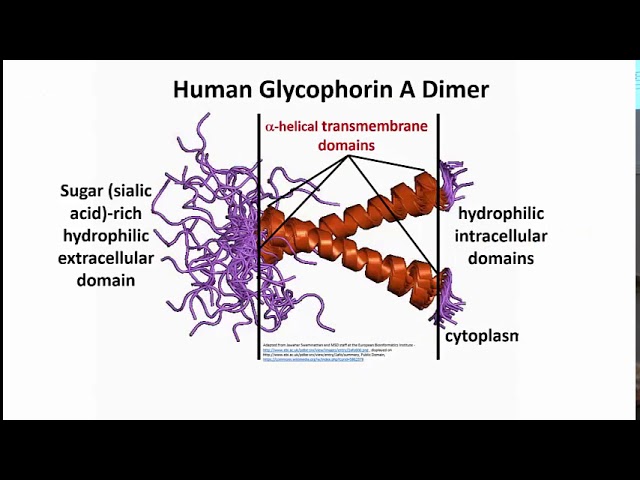 Red Blood Cell Membrane Blood Components, Hemoglobin, Type/Rh Factor,