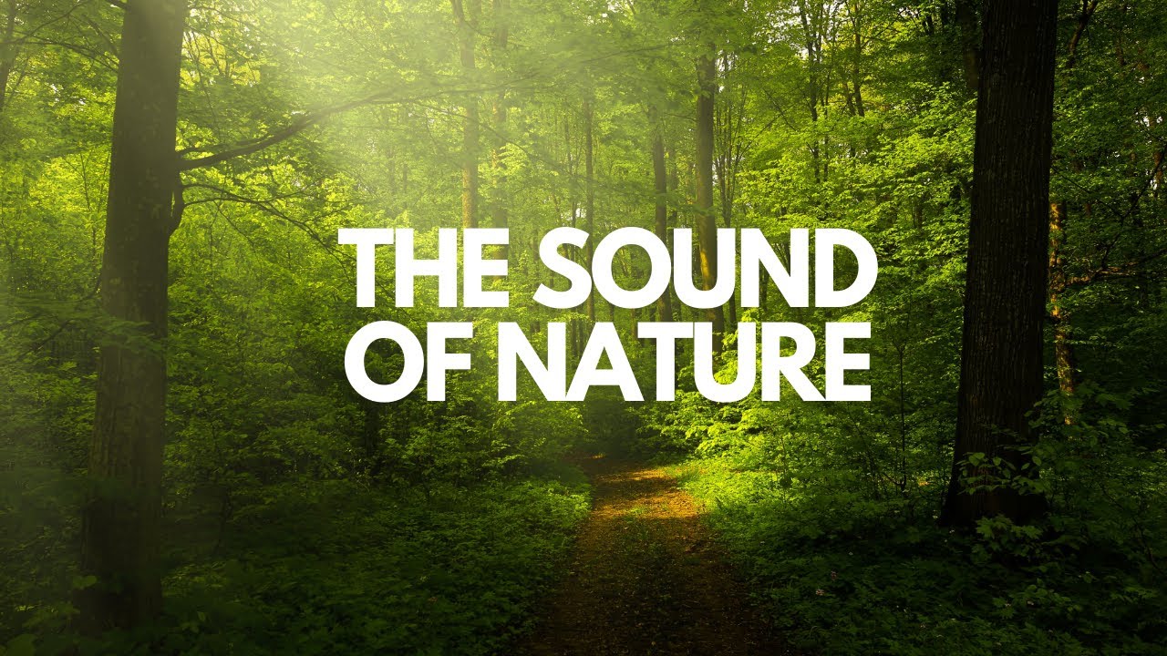 The sound of nature + rain / To sleep and relax - YouTube