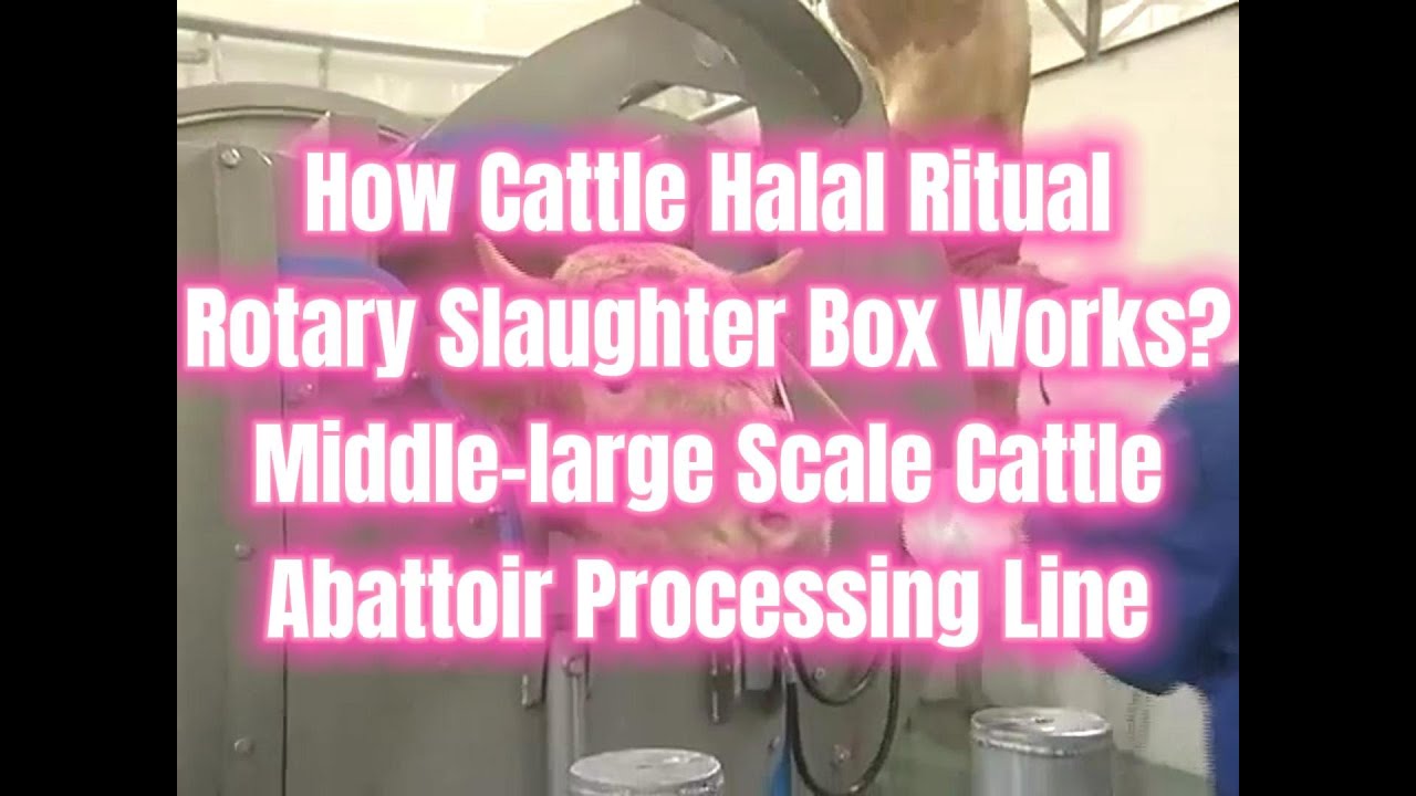 How cattle rotary killing box works for modern cattle abattoir ...