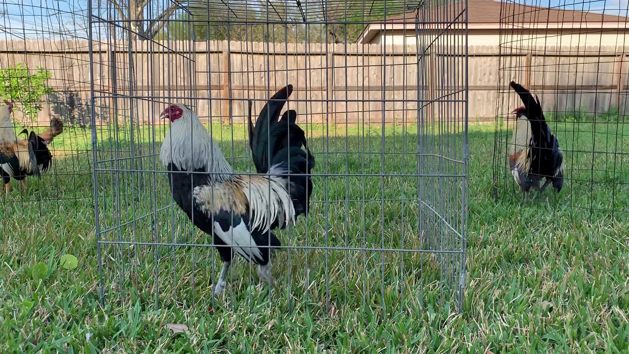 Grey miniature gamefowl - YouTube