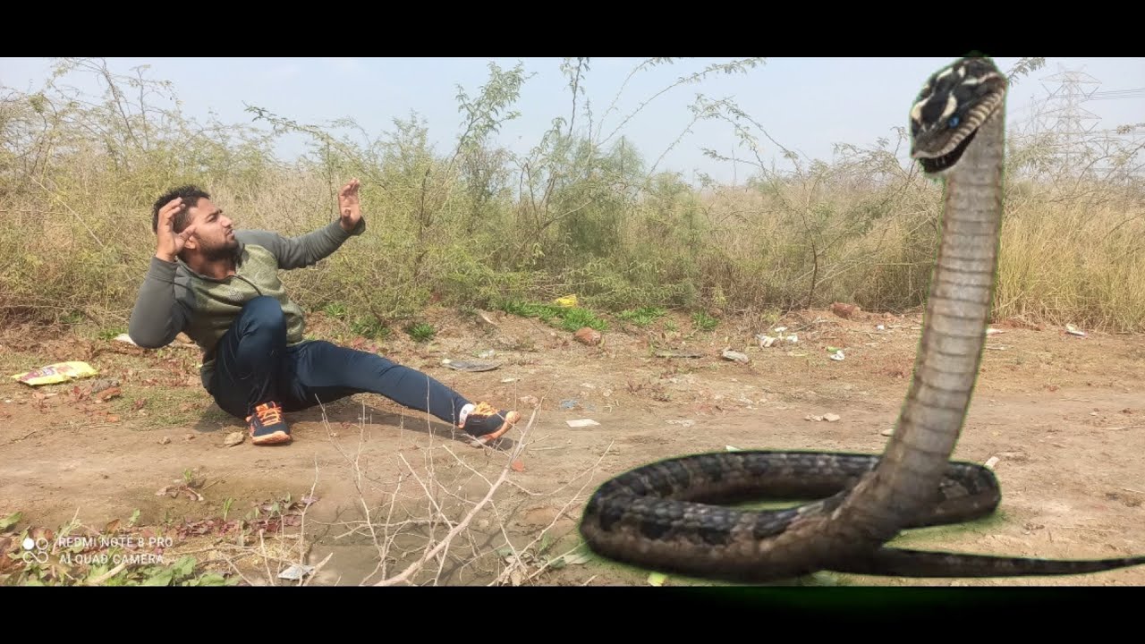 Anaconda snake Real Life video - YouTube
