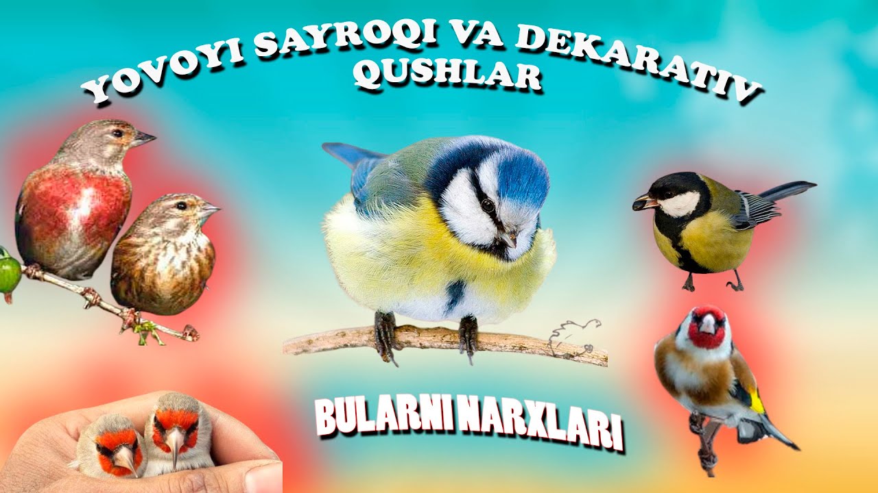 UZB dagi eng katta bozor TOSHKENT QORAQAMISH YOVVOYI QUSHLAR NARXLARI ...