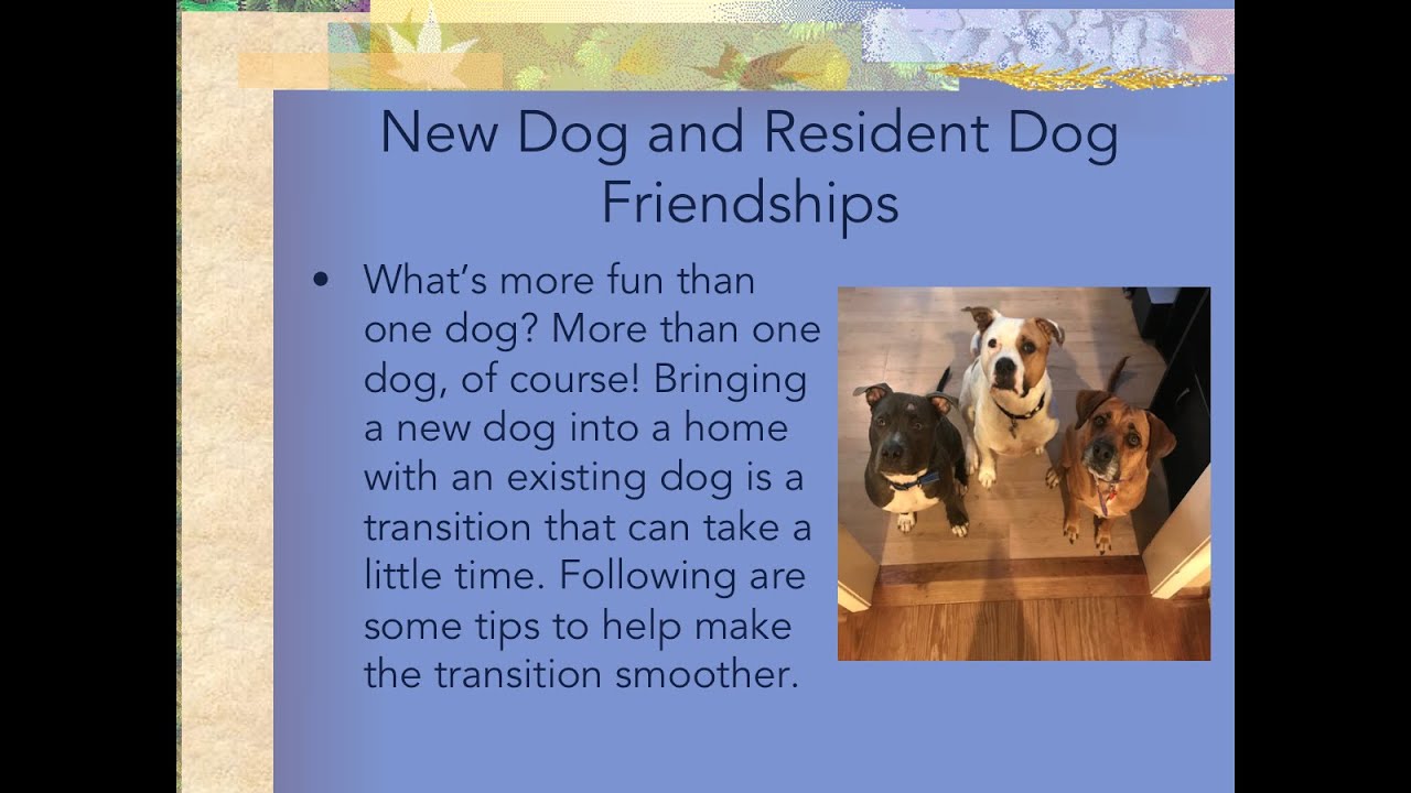 DAWG Video - Introducing a New Dog to a Resident Dog - YouTube