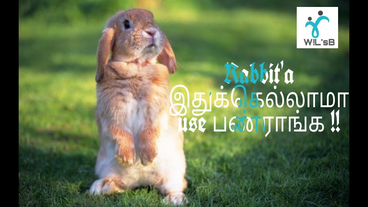 Rabbit breeds in India- New zealand breed - YouTube