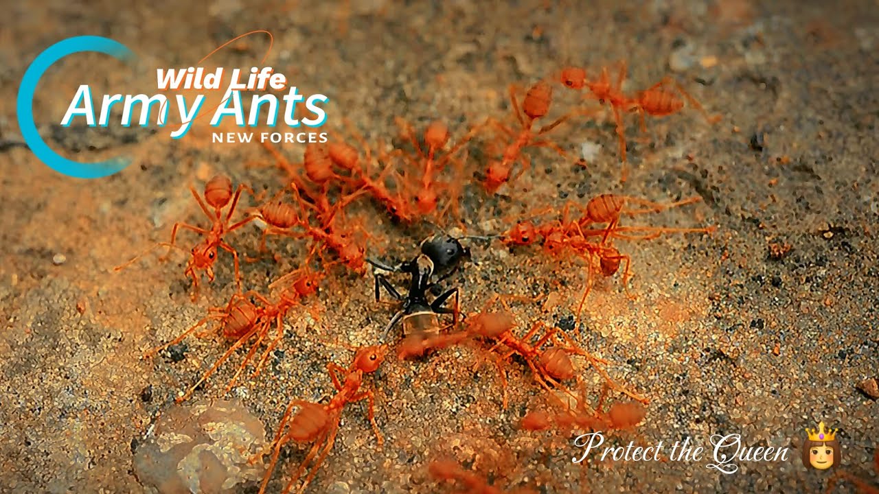 Deadliest Predator: Army Ants is the "Queen" Bodyguard | Mother Nature ...