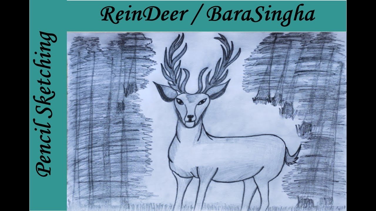BaraSingha | Reindeer Sketching | Animal Welfare | Animal lover ...