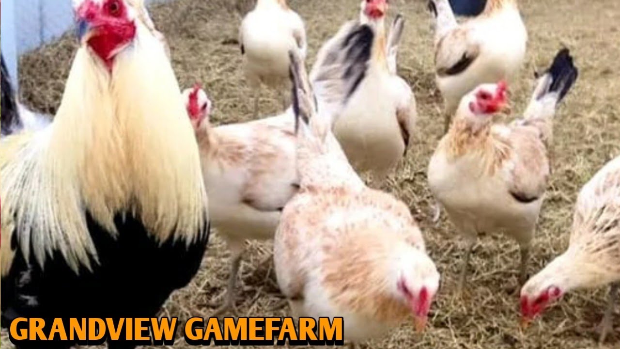 Asil Bates Hatch Greys - GRANDVIEW FARM - YouTube