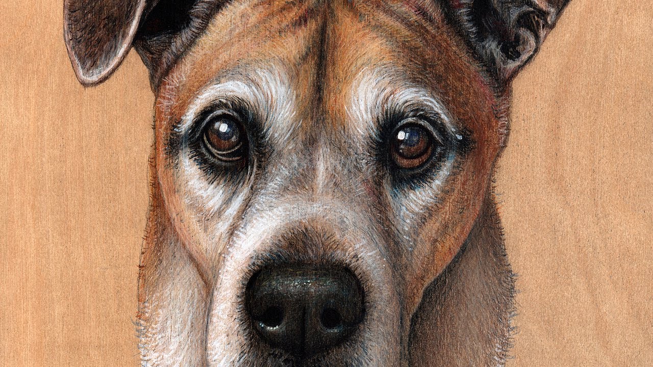 Realistic Drawing of a Dog using Colored Pencils - Time Lapse ...