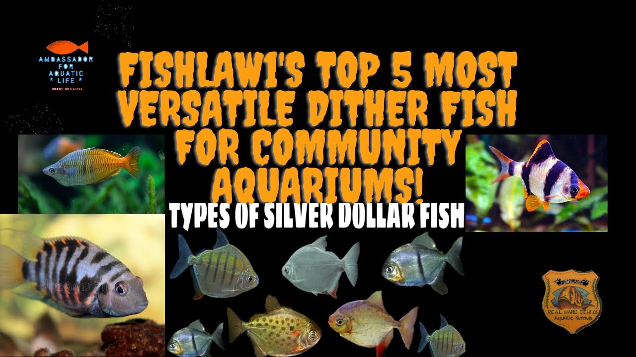 Fishlaw1's Top 5 Most Versatile Dither Fish For Community Aquariums ...