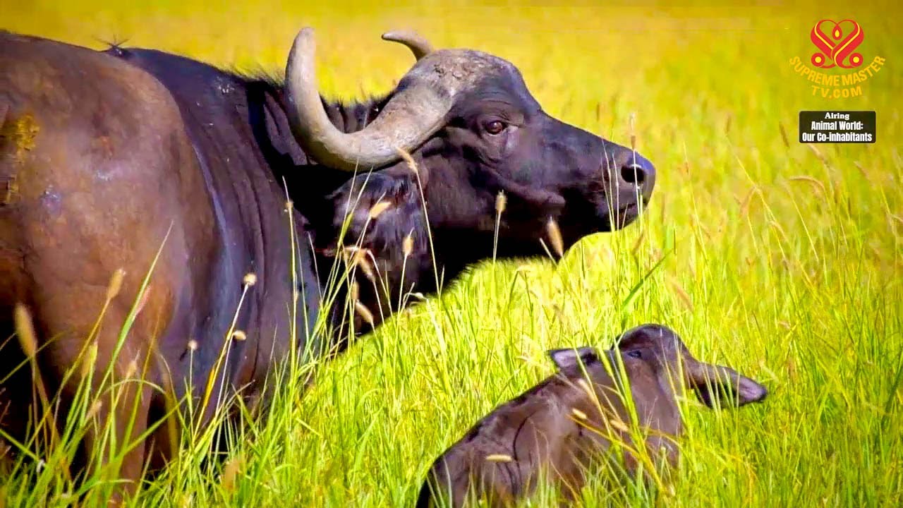 1844 AW The Wondrous World of African Cape Buffalo-People - YouTube