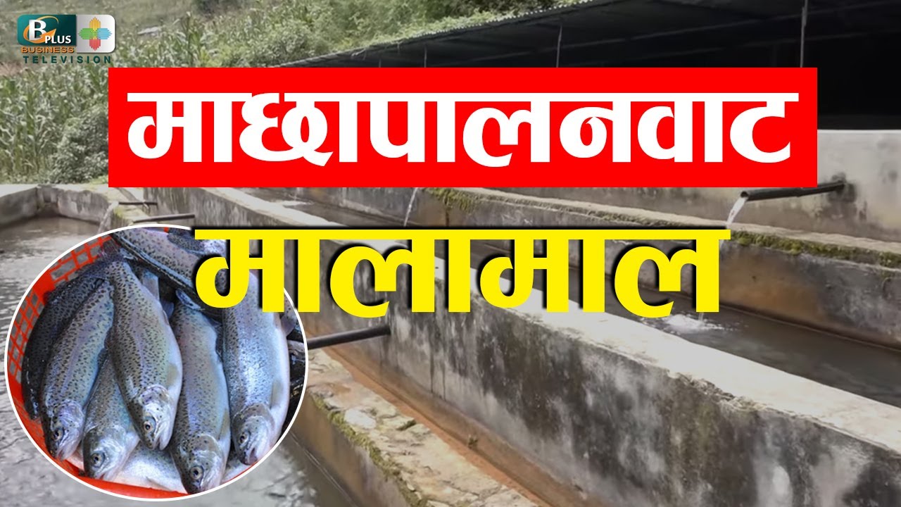 Rainbow Trout Fish Farming in Nepal | व्यावसायिक रेन्बो ट्राउट माछा ...