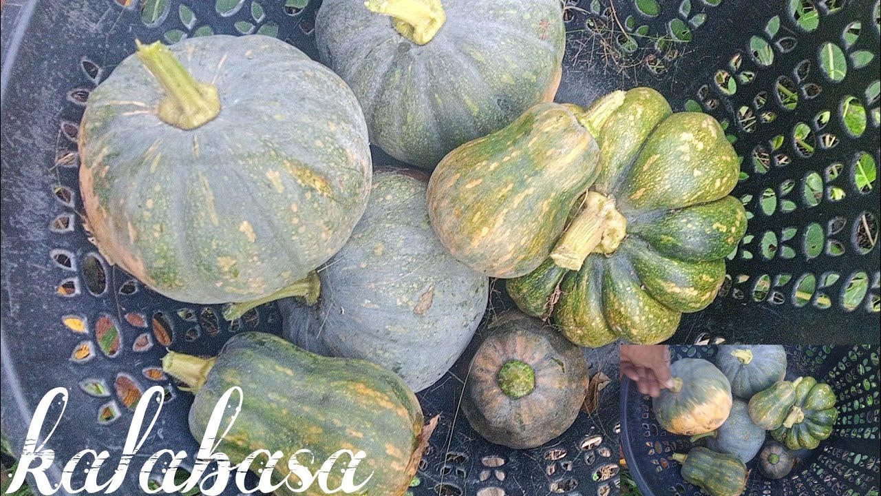harvest ng kalabasa #kalabasa #buhay bukid - YouTube