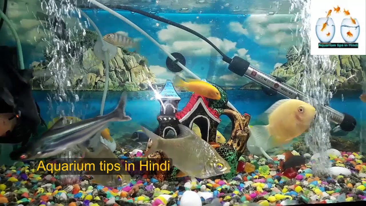 Temperature for Shark in winter ? - YouTube