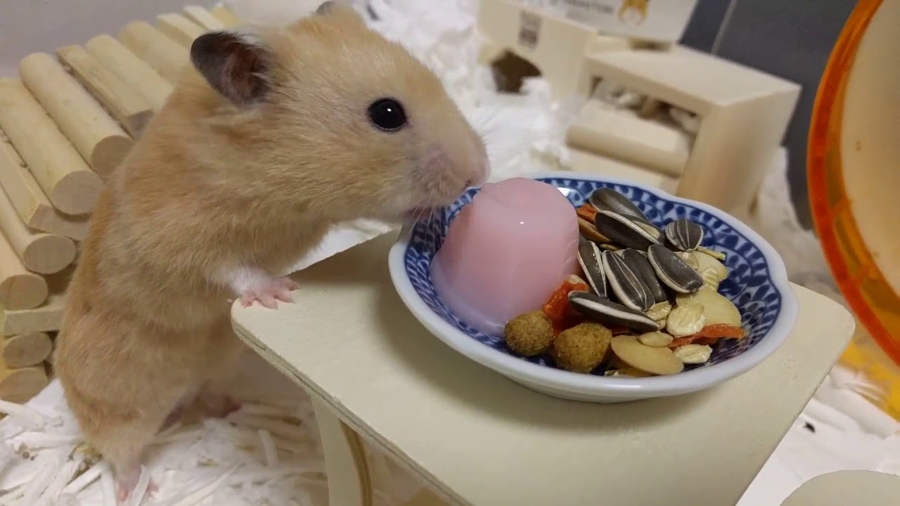 Chippy the hamster enjoys strawberry jelly - YouTube