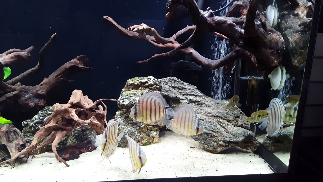 Wild Green Discus - Tefe and Wild Blue - YouTube