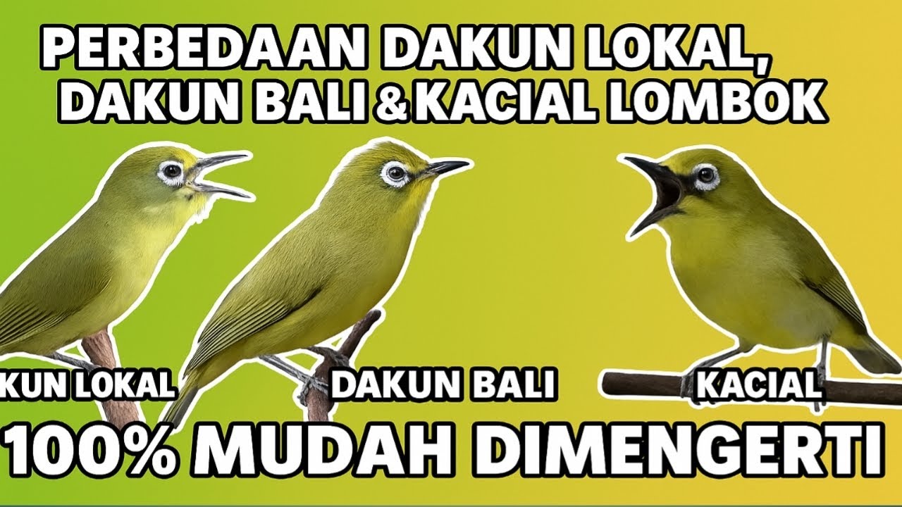 Perbedaan Dakun Lokal Jawa, Dakun Bali dan Kacial kuning Lombok - YouTube