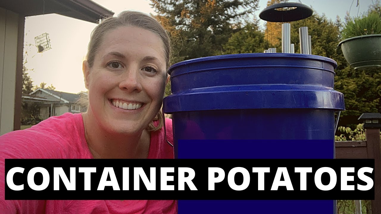 GROWING POTATOES IN A 5 GALLON BUCKET My Experiment YouTube growing-potatoes-in-a-5-gallon-bucket-my-experiment-youtube