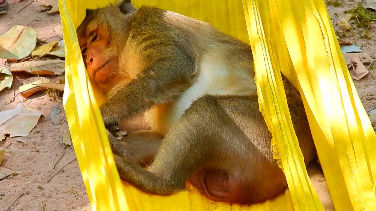 MG- What Happen To Roy? Best Clip Funny Roy & Baby Monkey - YouTube