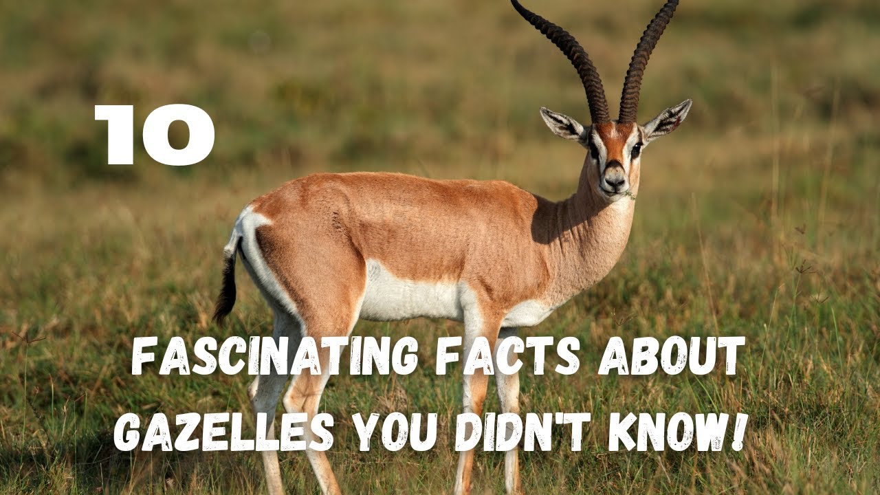10 Fascinating Facts About Gazelles You Didn't Know - YouTube