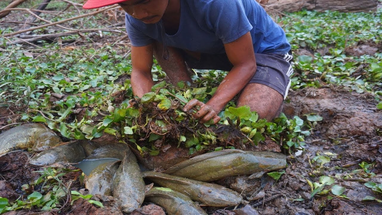 Catch the fish in the mud Method - YouTube