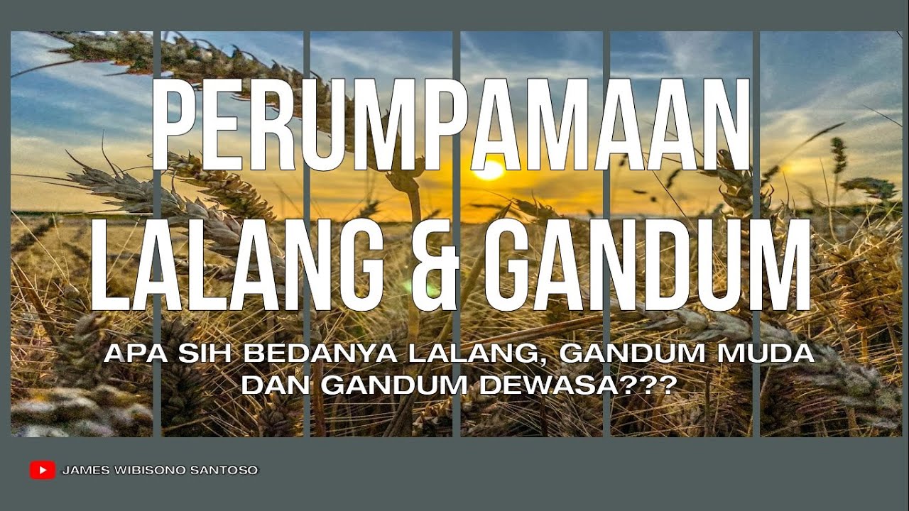 Lalang dan Gandum | Devotion #64 - YouTube