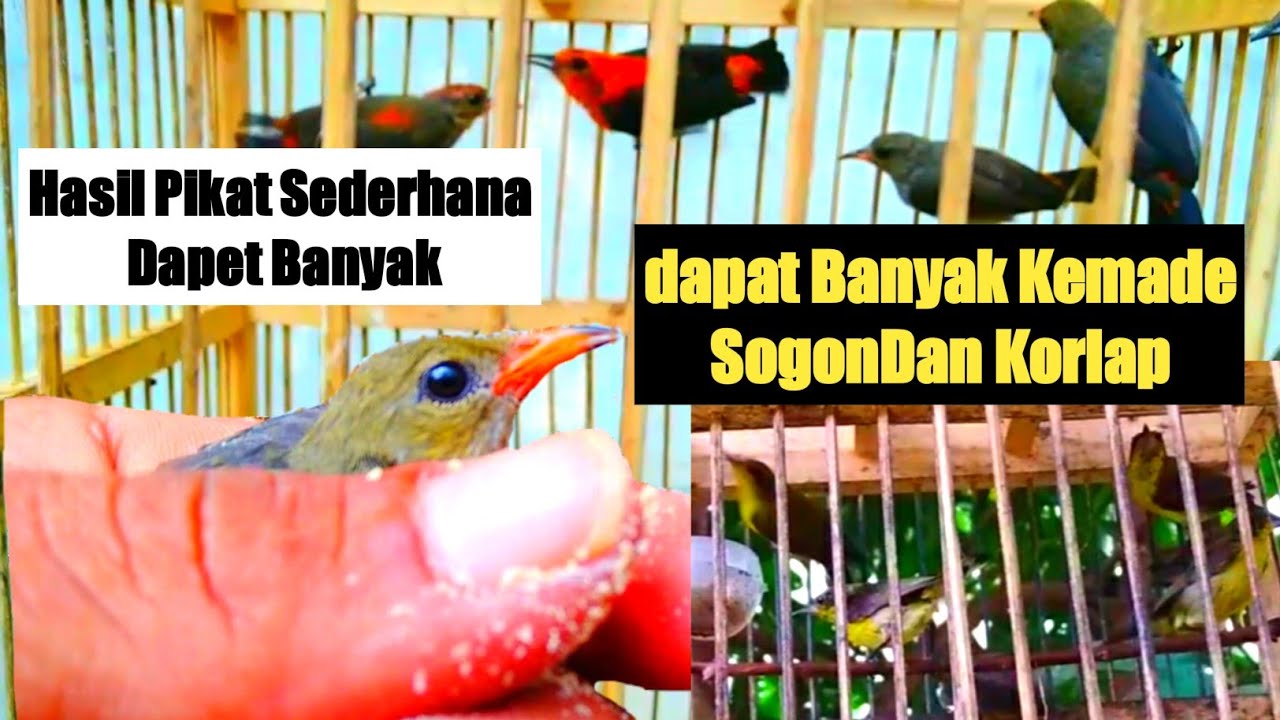 Pikat Sogon,Burung Kemade,Korlap,Kolibri Kelapa,Sogon Gacor,Sogok ...